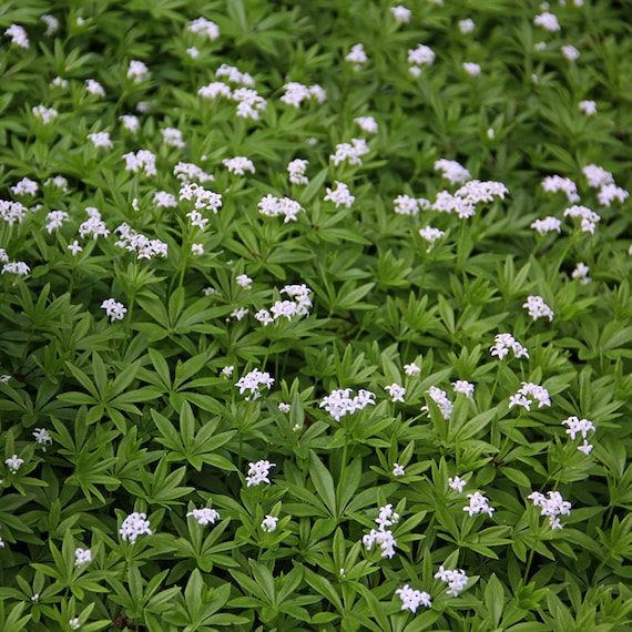 Sweet Woodruff As Ground Cover