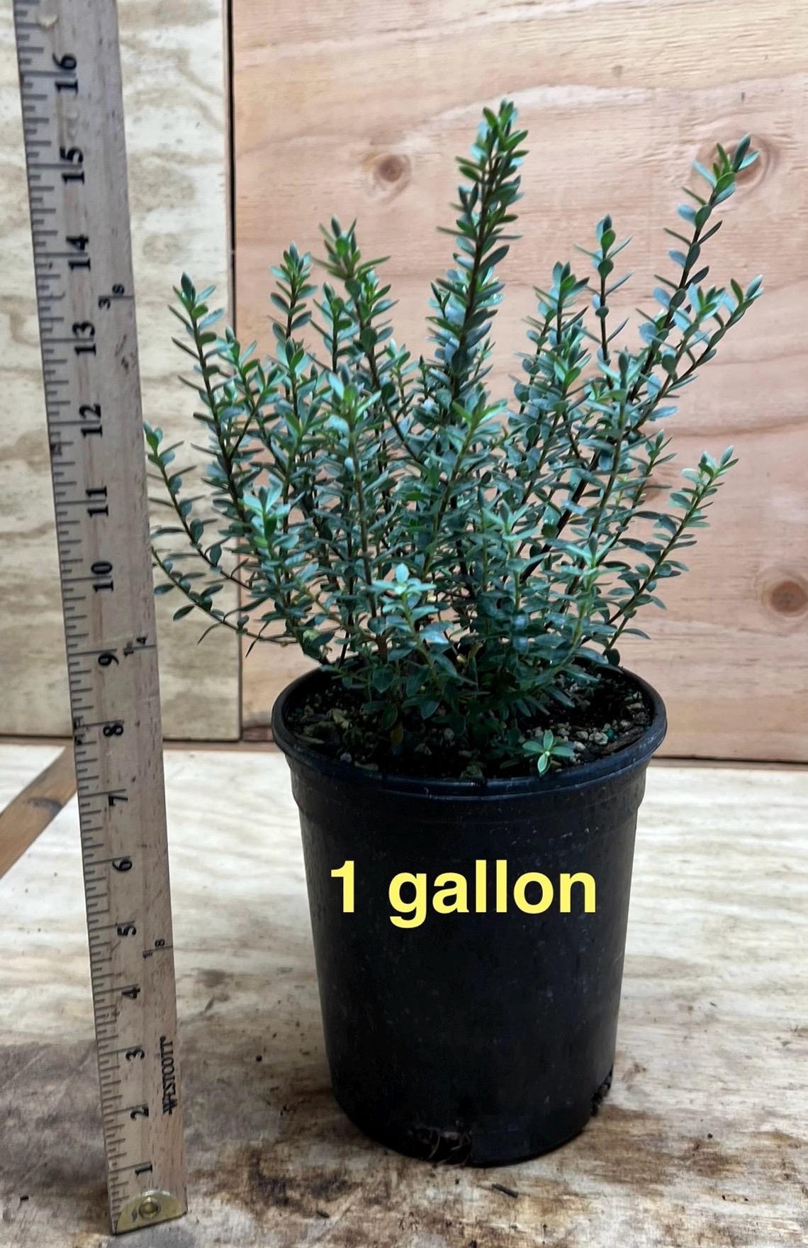 Hebe 'western Hills' | Silver Blue Evergreen Shrub | Flowering Shrub ...