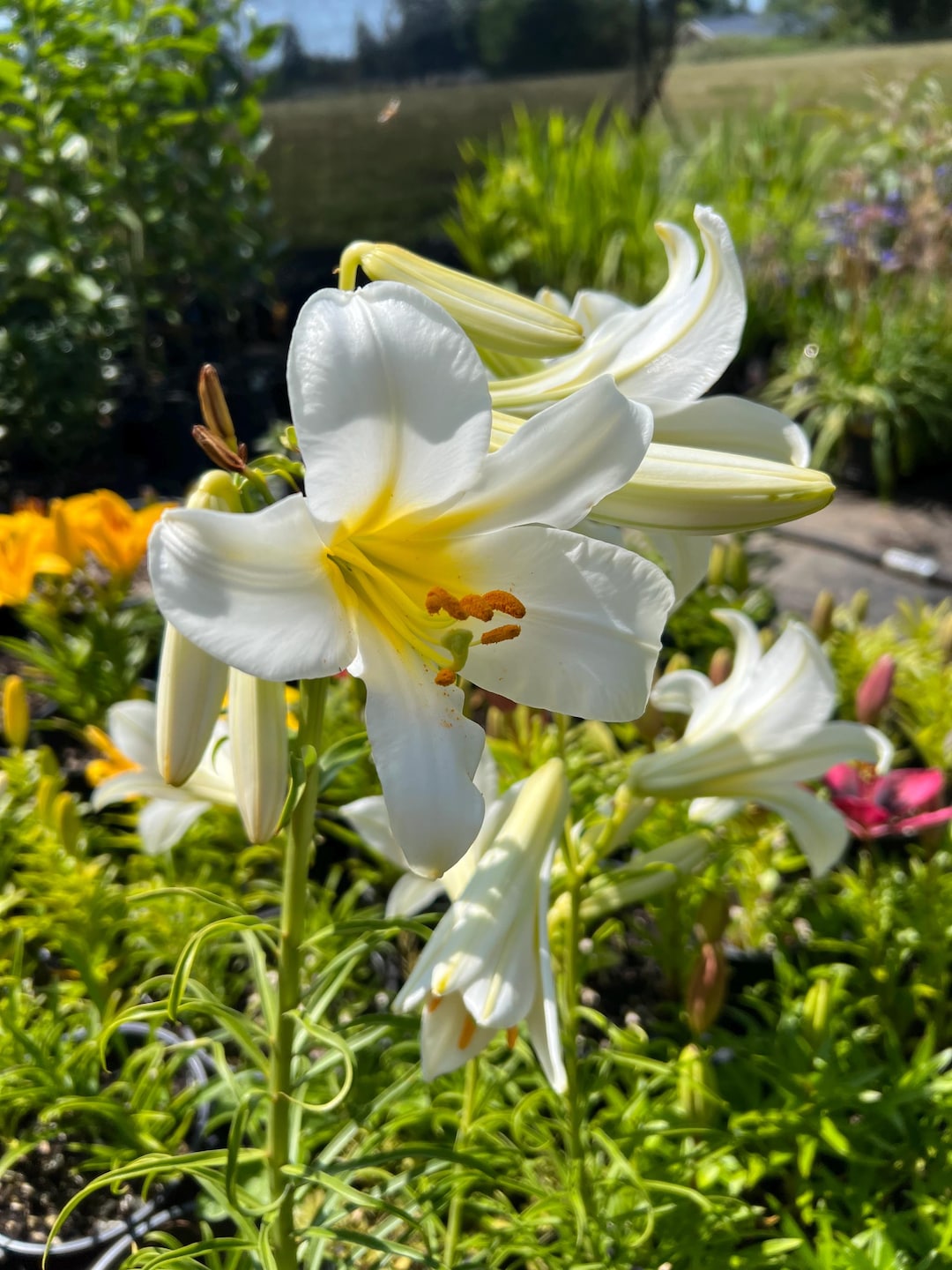 Lilium Regale | Regal Lily, Fragrant White Trumpet Lily - Etsy