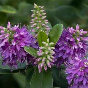 Hebe 'amy' | Purple Splendor Hebe | Summer-blooming Evergreen Shrub | USDA Zones 8–10 - Etsy