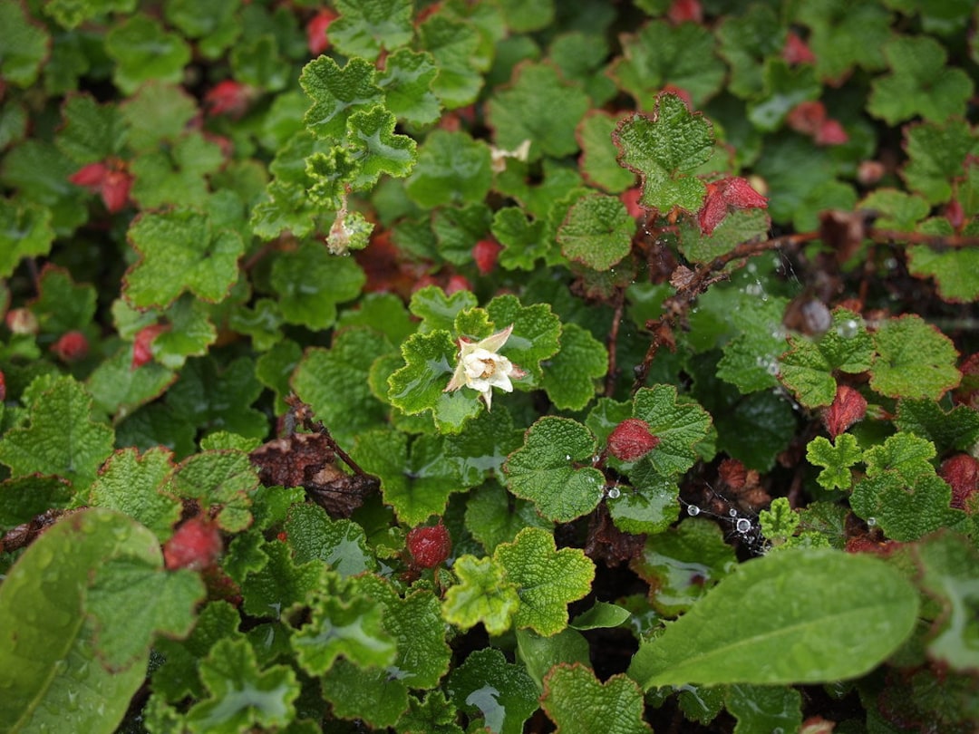 Rubus Calycinoides | Evergreen Creeping Raspberry | Formoran Carpet ...