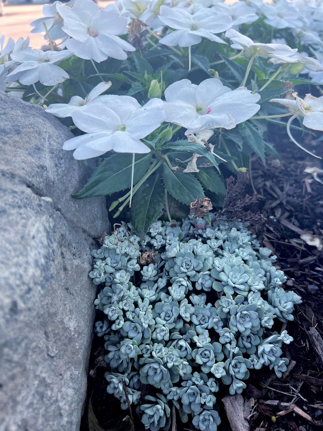 Sedum Cape Blanco, Silver White Stonecrop Succulent, Cold Hardy ...
