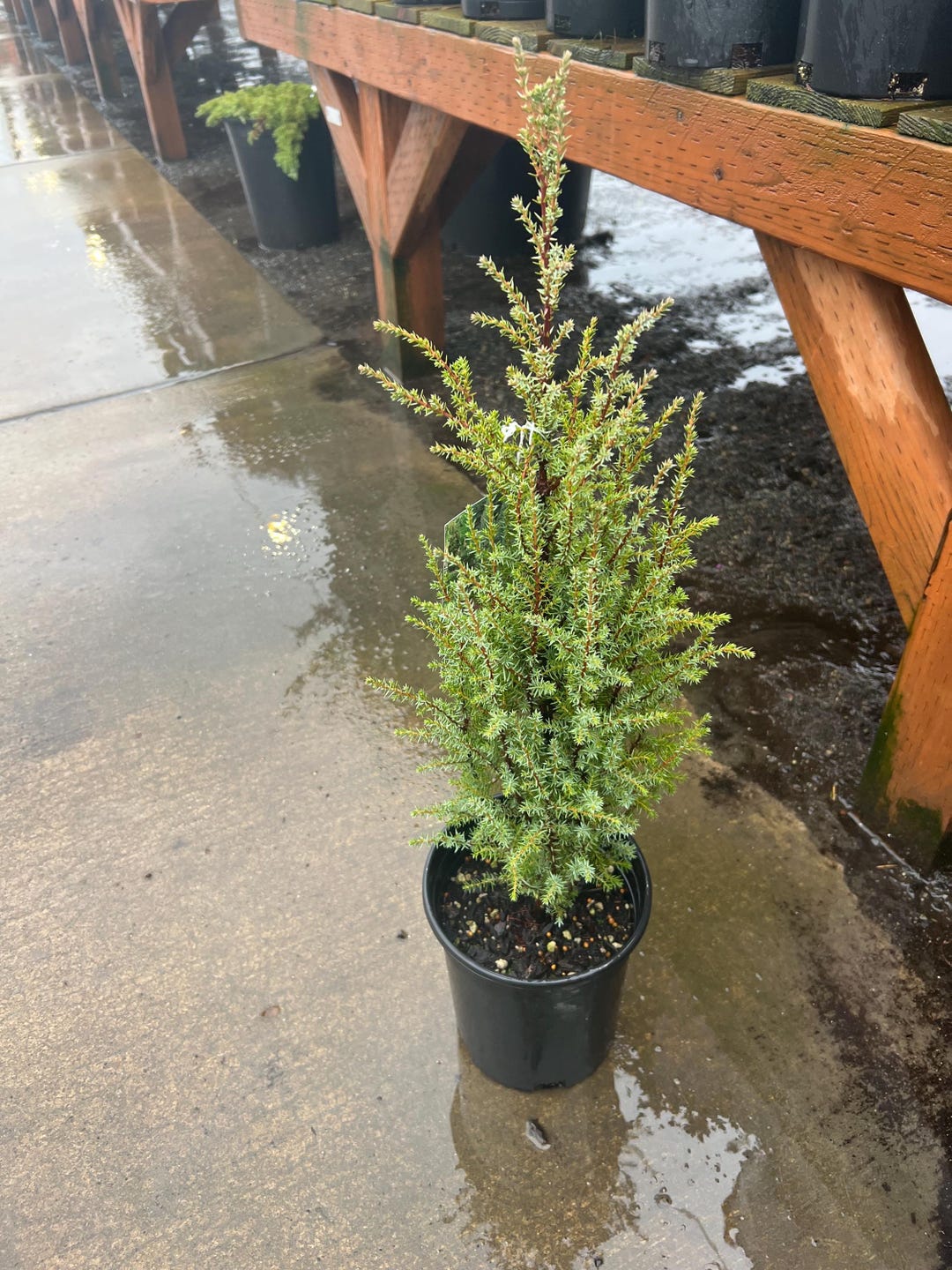 Juniperus Communis 'compressa' | Dwarf Columnar Juniper | Upright ...