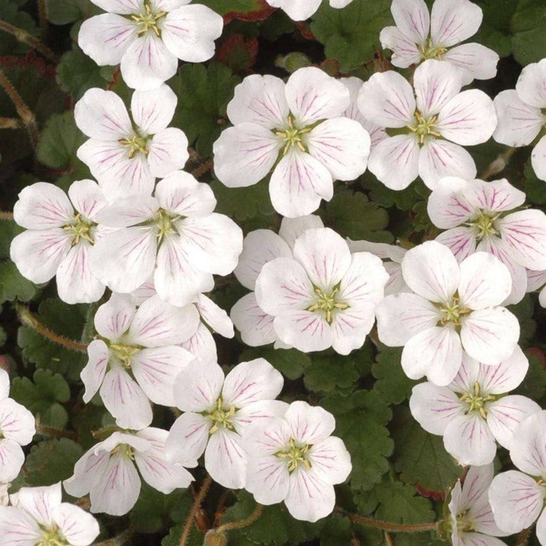 Erodium 'album' | White Stork’s-bill | Alpine Geranium | Perennial ...
