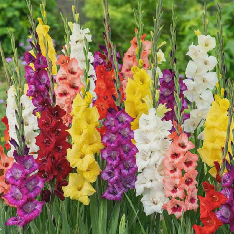 Gladiolus | 5-10 Different Tall Sword Lily Varieties | Grower's Choice ...
