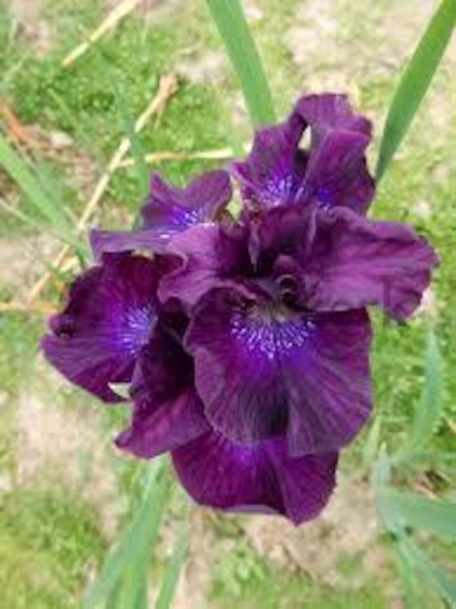 Iris Sibirica 'purpleicious' | Siberian Iris - Etsy