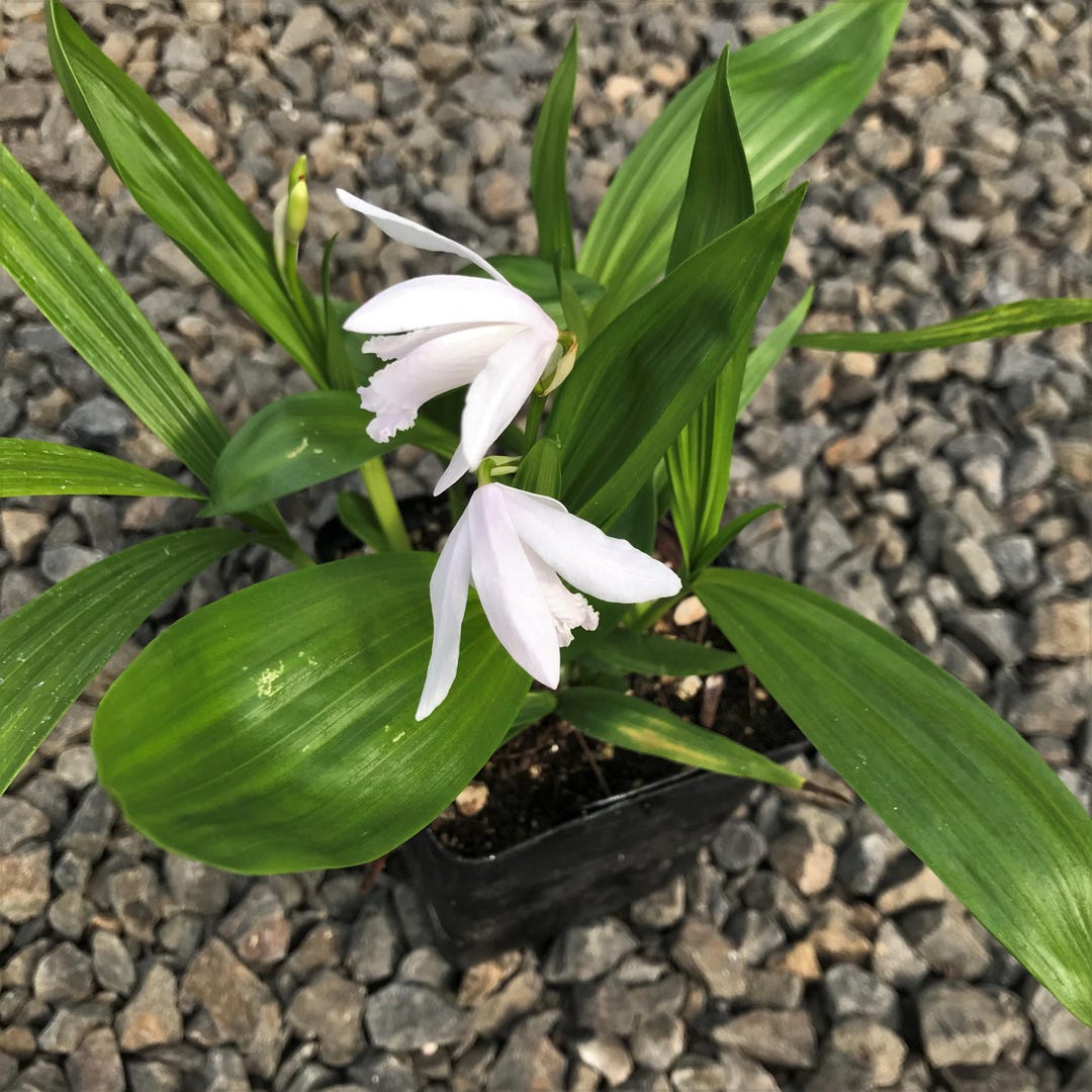 Bletilla Striata 'alba' | Chinese Ground Orchid, Rare Hardy Shade Plant ...