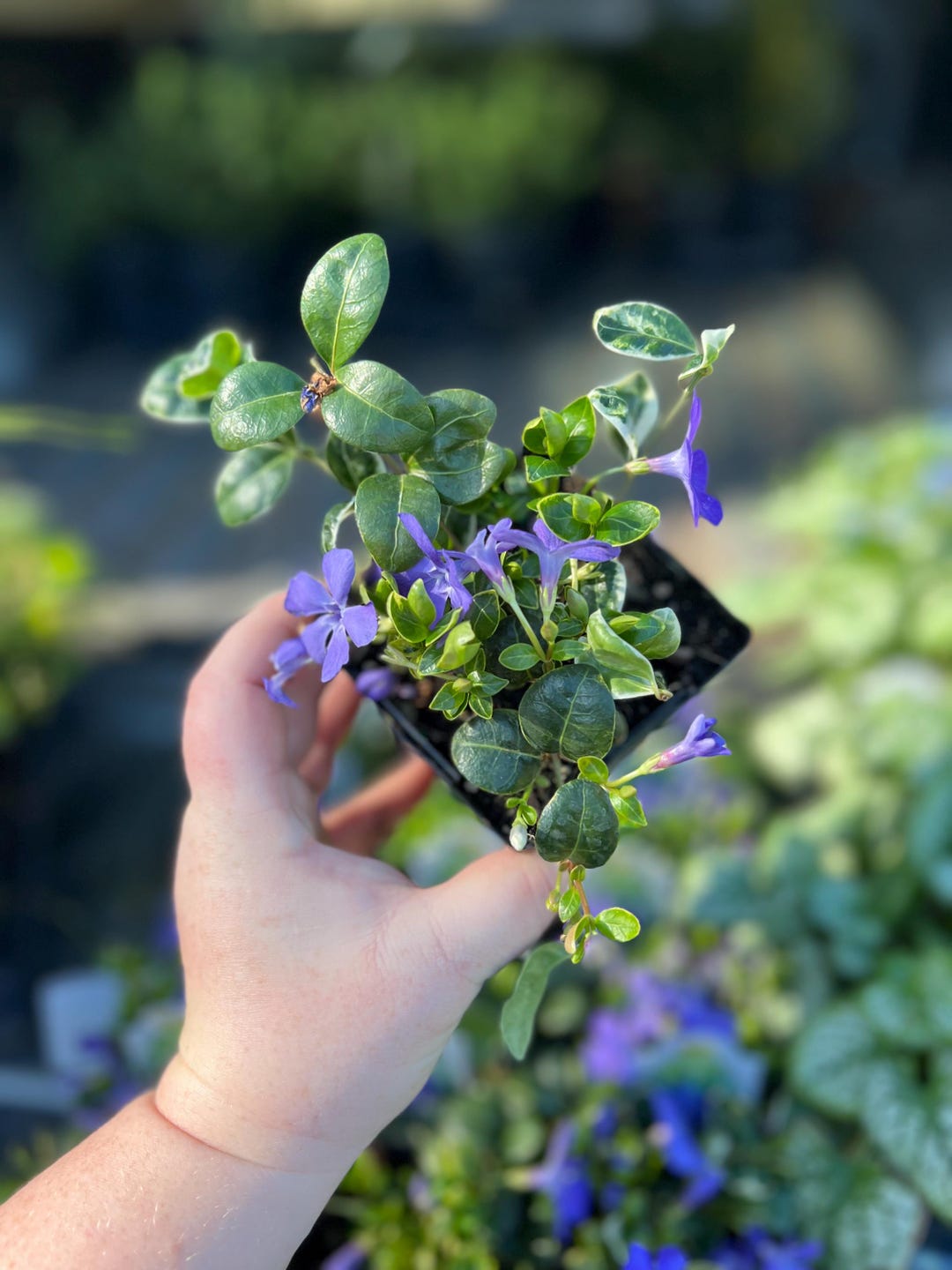 Vinca Minor ‘ralph Shugert’ | Variegated Periwinkle | Blue Flowering ...