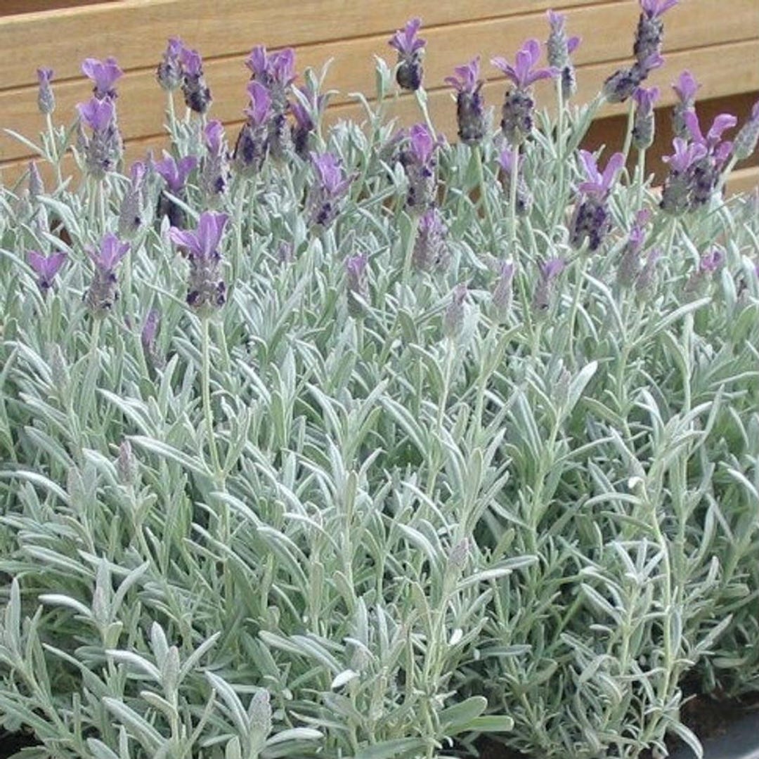 Lavandula Stoechas 'silver Anouk' | Silver Spanish Lavender | Highly ...