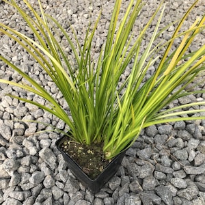 Acorus Gramineus 'ogon' | Golden Sweet Flag, Evergreen Ornamental Grass ...