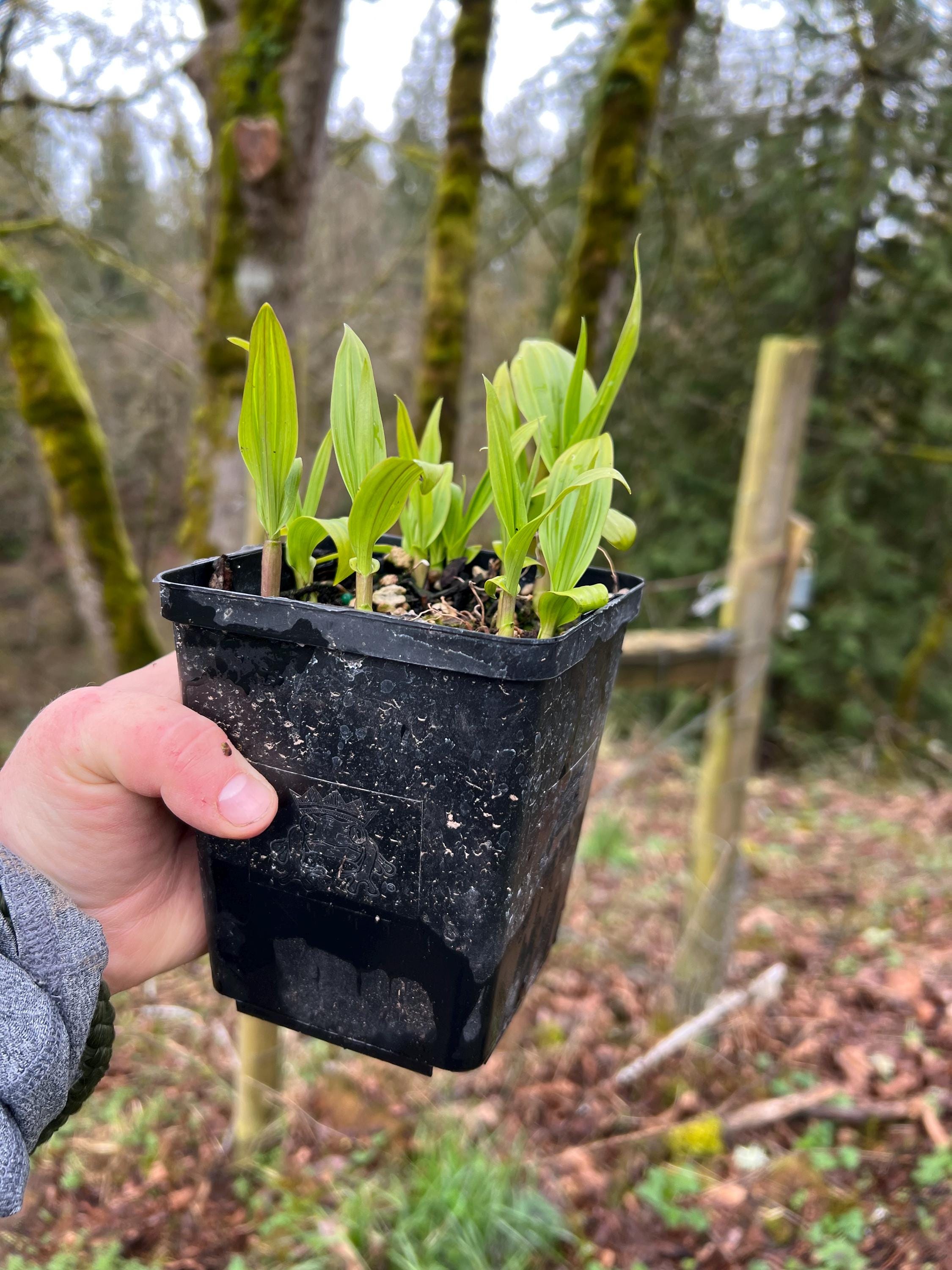 Bletilla Striata 'tri-lips' | Chinese Ground Orchid, Rare Hardy Shade ...