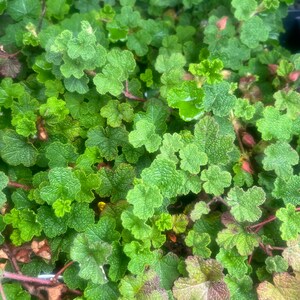 Rubus Calycinoides | Evergreen Creeping Raspberry | Formoran Carpet ...