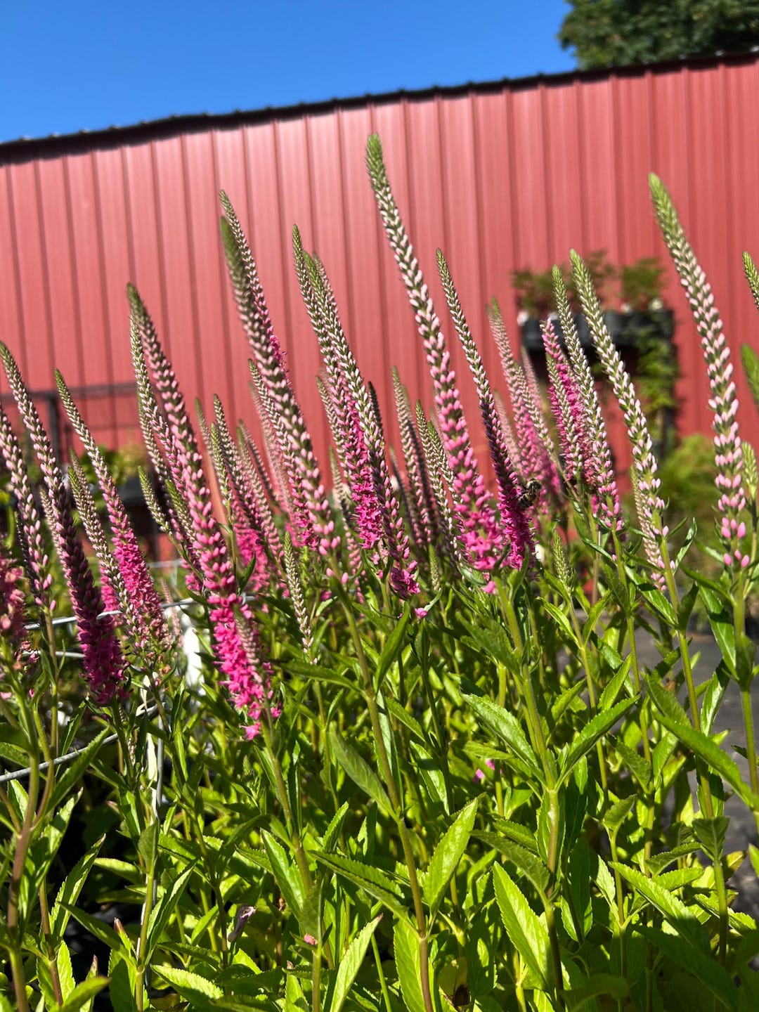 NEW Veronica 'perfectly Picasso' - Etsy