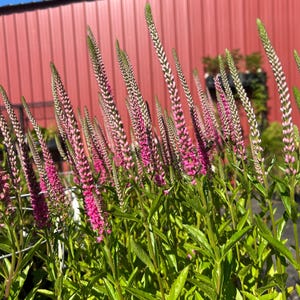 NEW Veronica 'perfectly Picasso' - Etsy