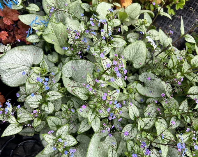 Brunnera Macrophylla 'alexandria' | Giant Siberian Bugloss | Shade ...