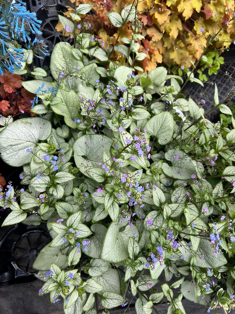 Brunnera Macrophylla 'alexandria' | Giant Siberian Bugloss, Shade ...