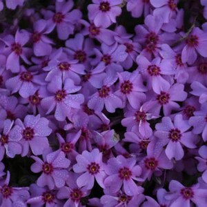 Phlox Subulata 'eye Caramba' Creeping Phlox Evergreen Groundcover 3.5 ...