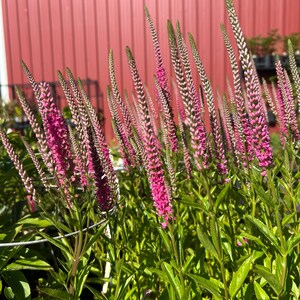 NEW Veronica 'perfectly Picasso' - Etsy