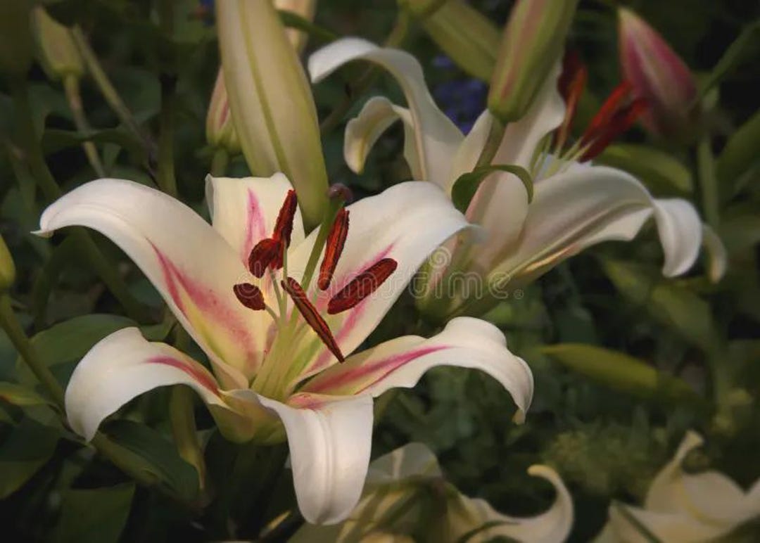 Lilium OT 'bonbini' | Giant Orienpet Lily, Late Season Bloomer - Etsy