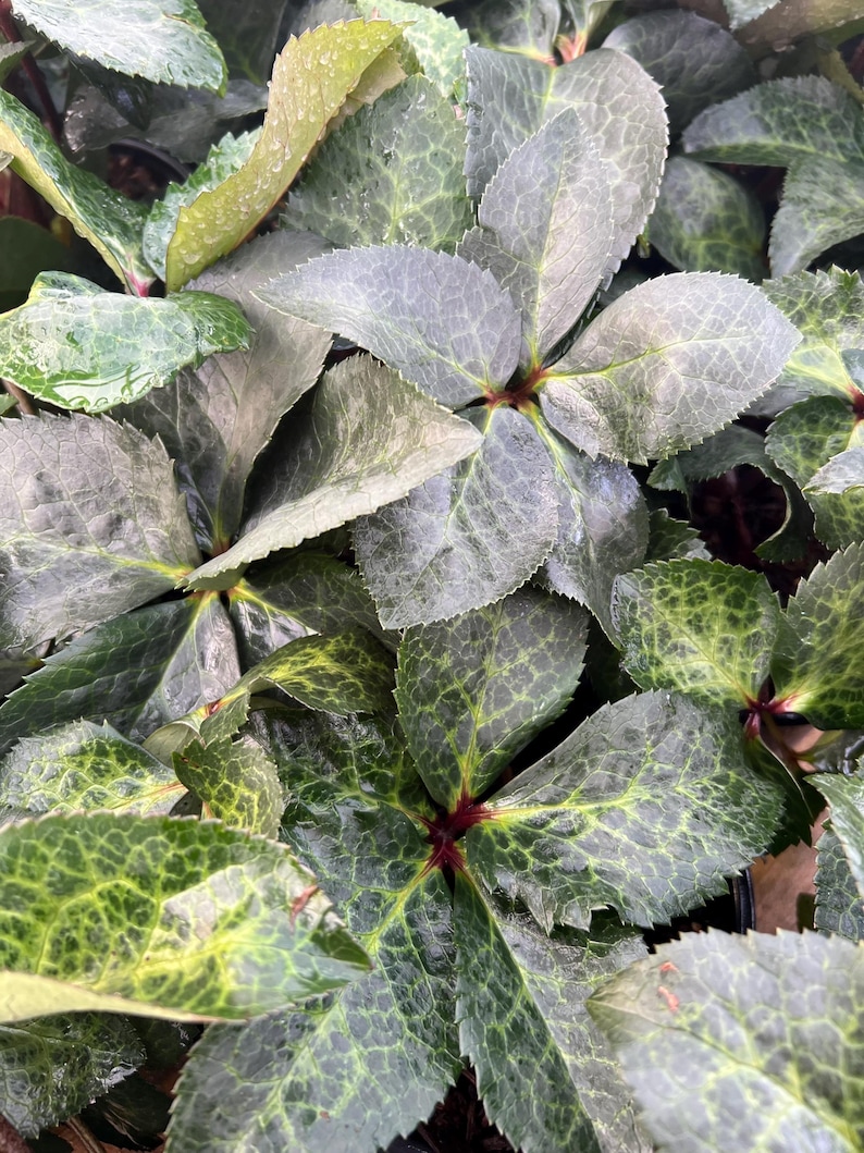 Lenten Rose Anna's Red, Deep Red Christmas Rose, Evergreen Perennial ...
