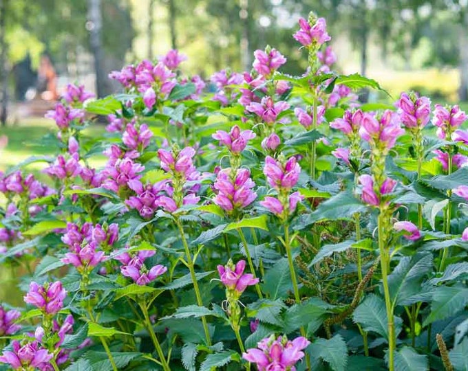 Chelone Obliqua ‘hot Lips’, Turtlehead Plant, Flowering Perennial - 1 ...