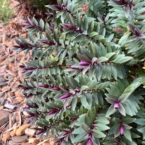 Hebe 'pretty in Pink' | Compact Flowering Evergreen Shrub - 1 Gallon ...
