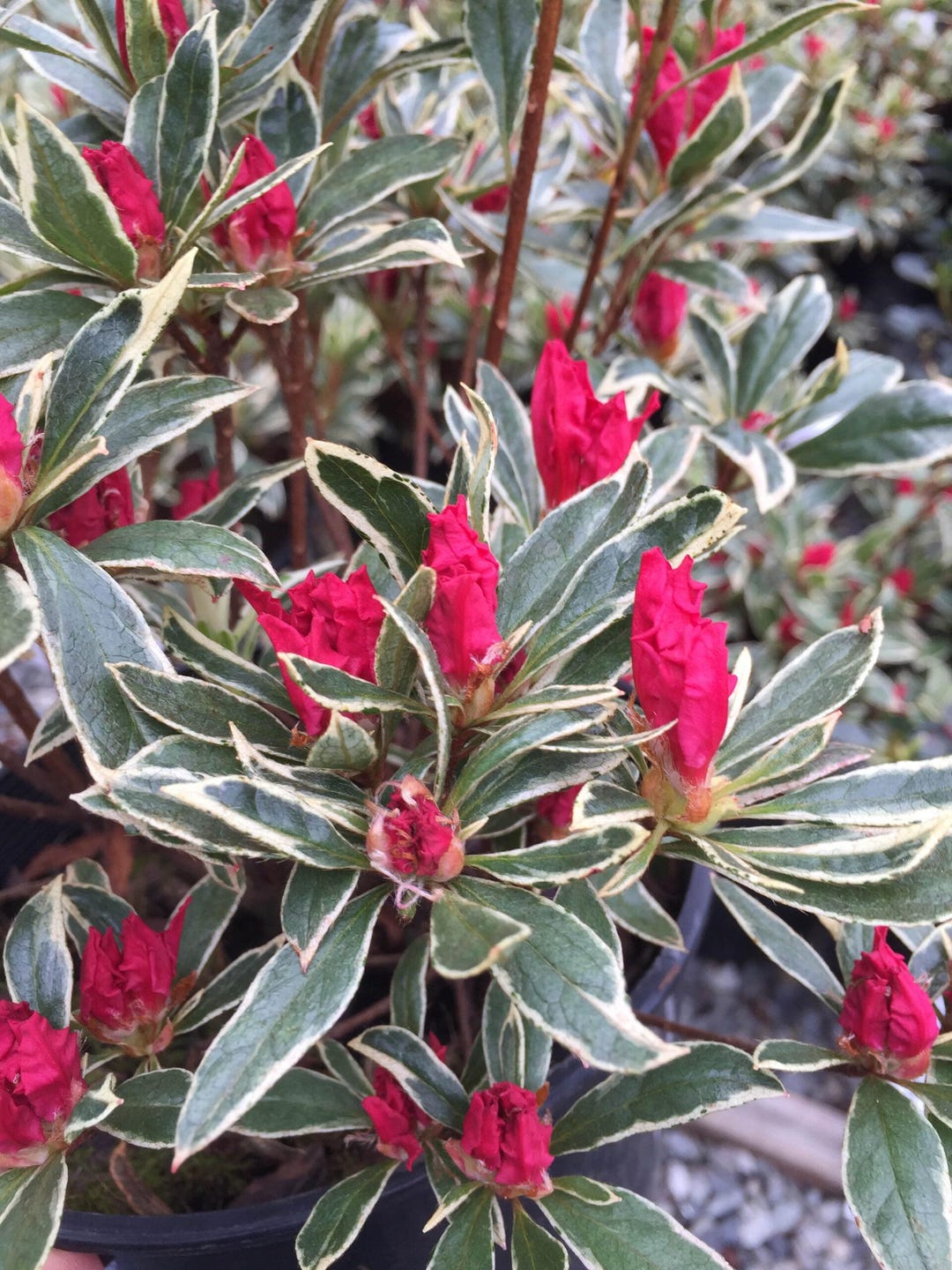 Azalea Silver Sword | Variegated Azalea | Evergreen Shrub | Live Plant ...