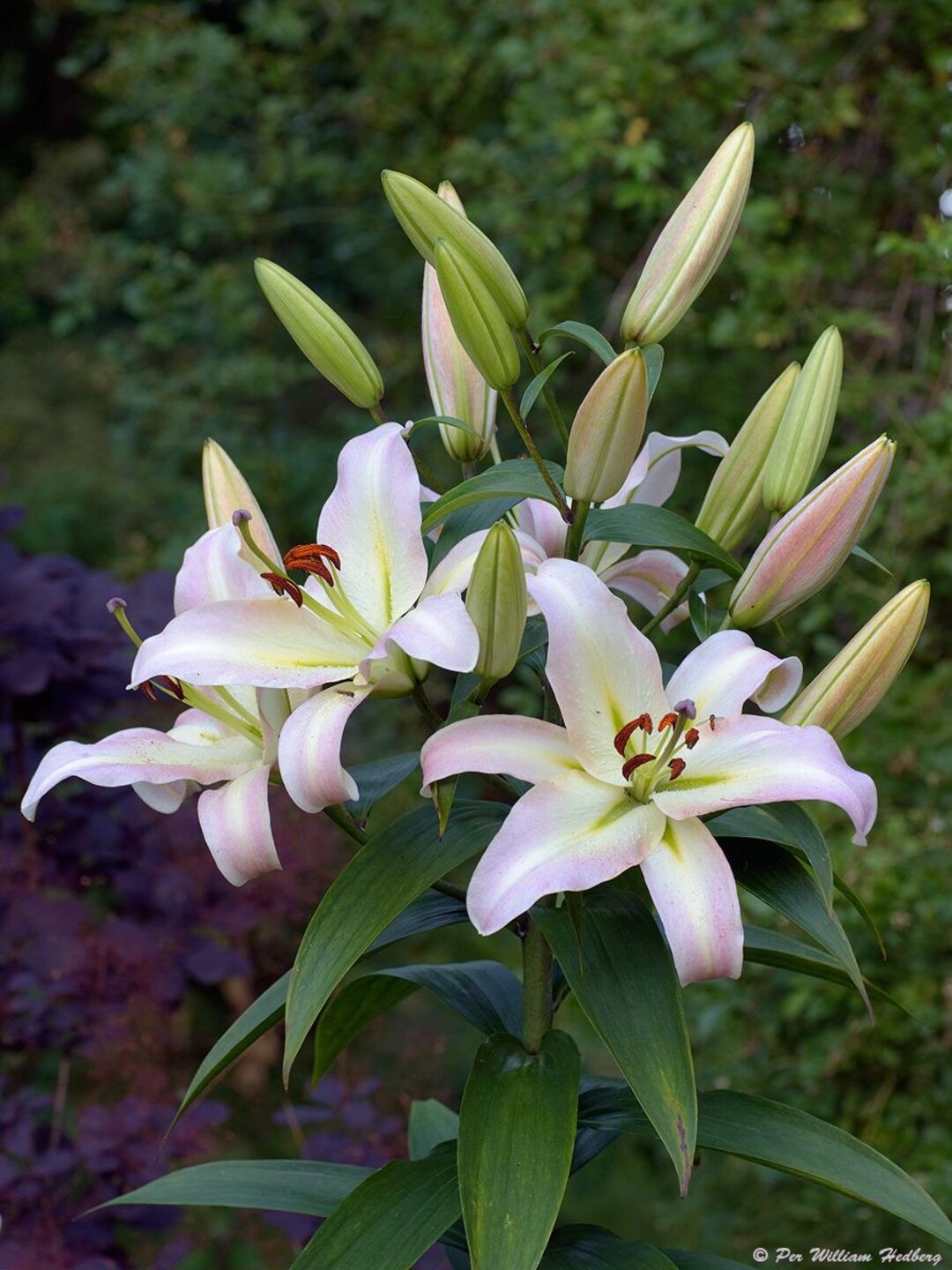 Lilium OT 'pretty Woman' | Giant Orienpet Lily, Late Season Bloomer - Etsy