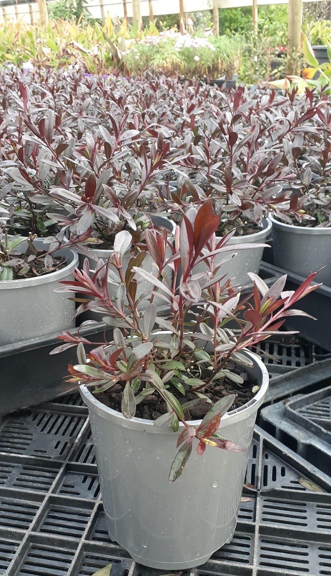 Hebe 'turkish Delight' | Compact Flowering Evergreen Shrub - Multiple ...