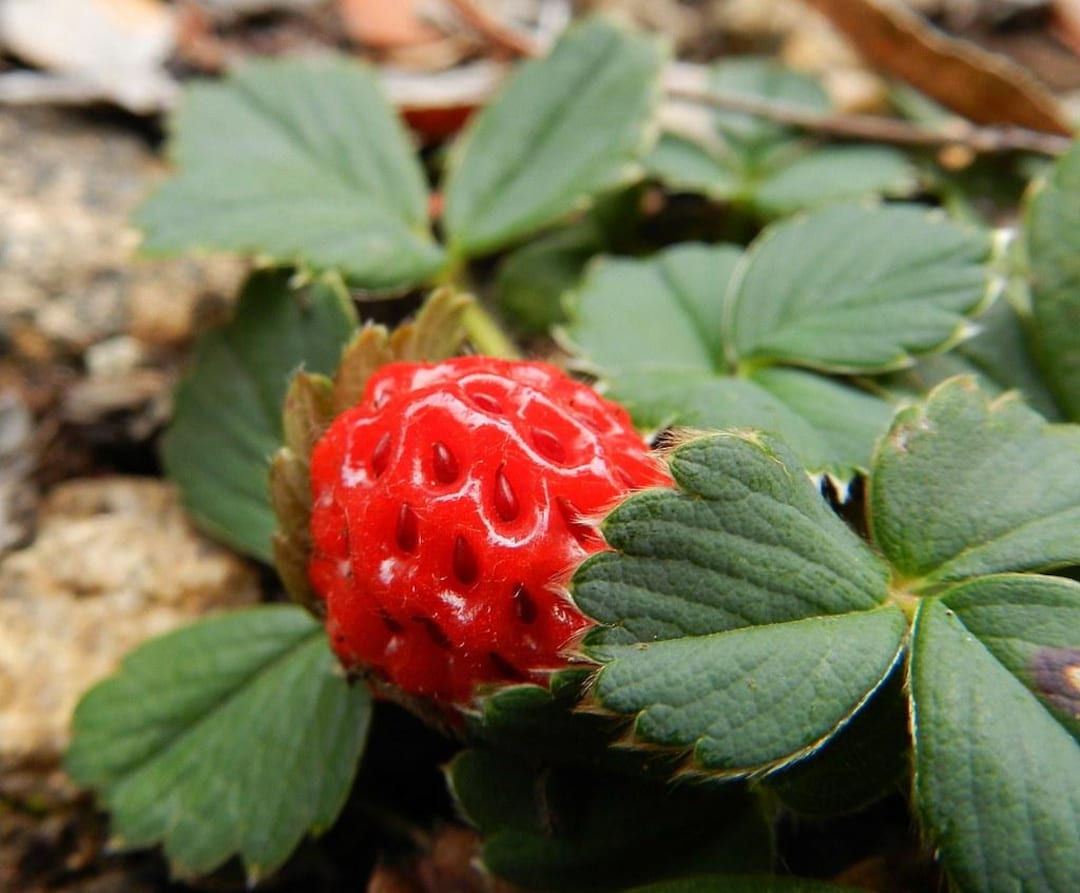 Fragaria Chiloensis | Beach Strawberry, Pacific Northwest Native - 3.5 ...