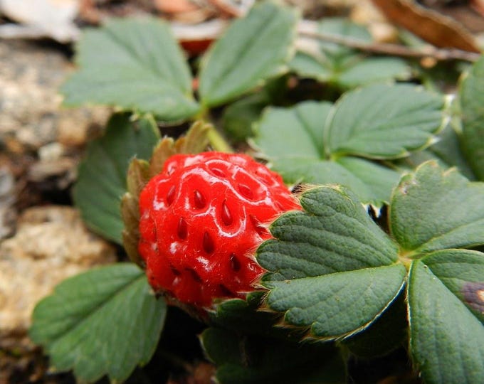 Fragaria Chiloensis, Beach Ornamental Strawberry, Pacific Strawberry ...