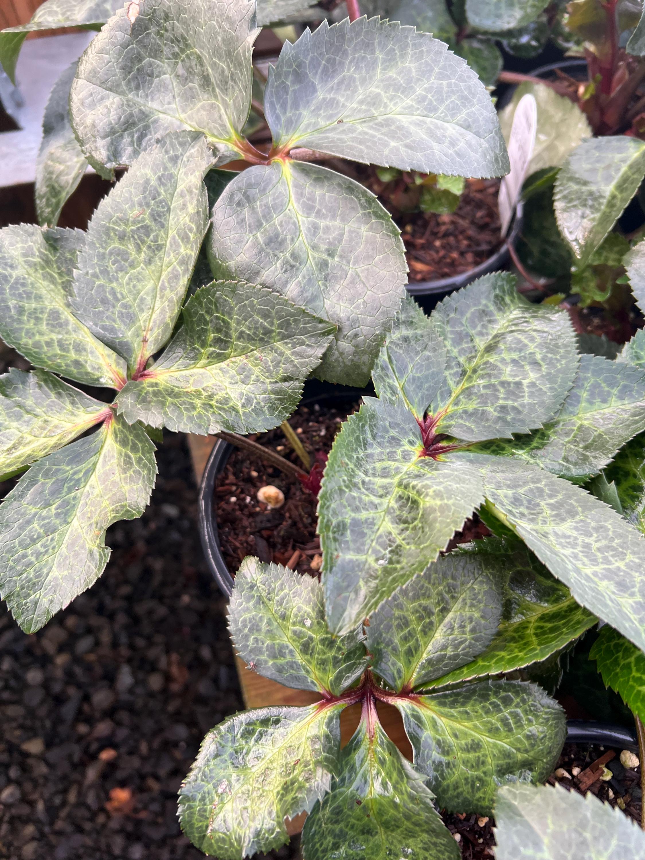Lenten Rose 'onyx Odyssey' | Winter Jewels Series, Evergreen Perennial ...