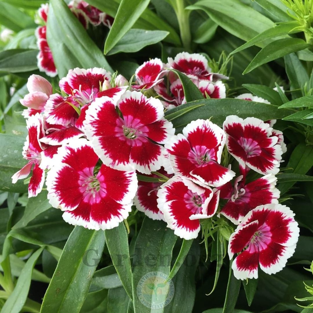 Dianthus Barbarini Red Picotee, Red and White Carnation, Evergreen ...