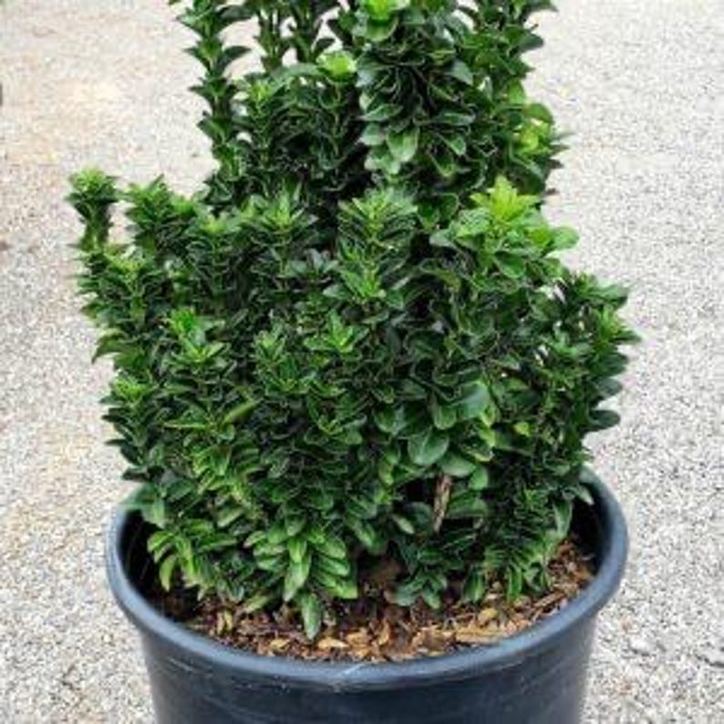 Euonymus Japonicus 'greenspire' | Columnar Japanese Spindle, Low ...