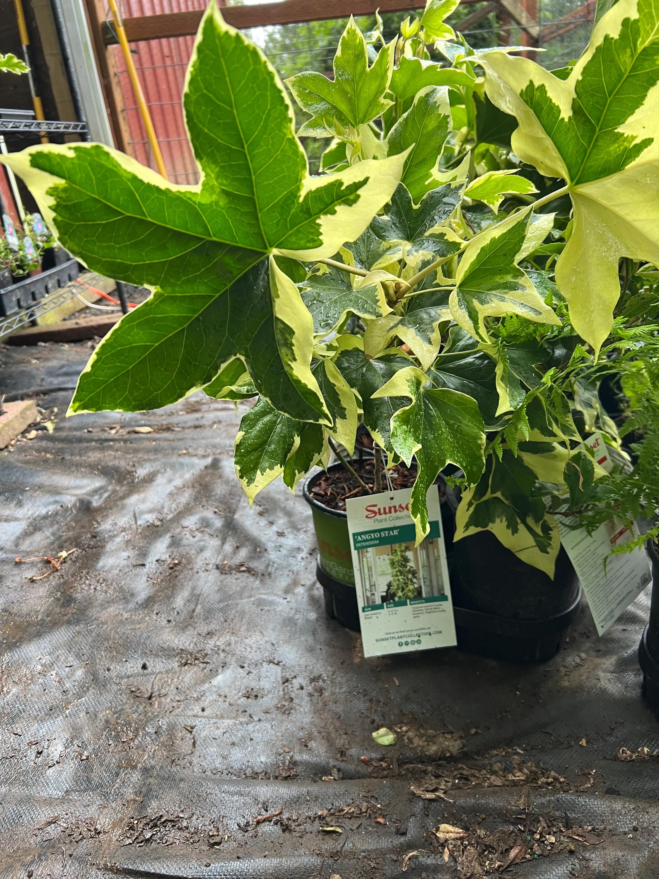 Fatshedera Angyo Star | Japanese Aralia, Unique Shade-loving Plant - Etsy