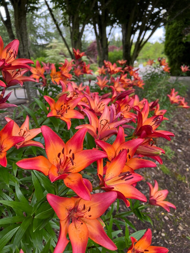 Lilium Asiatic 'cancun' | Asiatic Lily | Vibrant Red and Yellow Summer ...