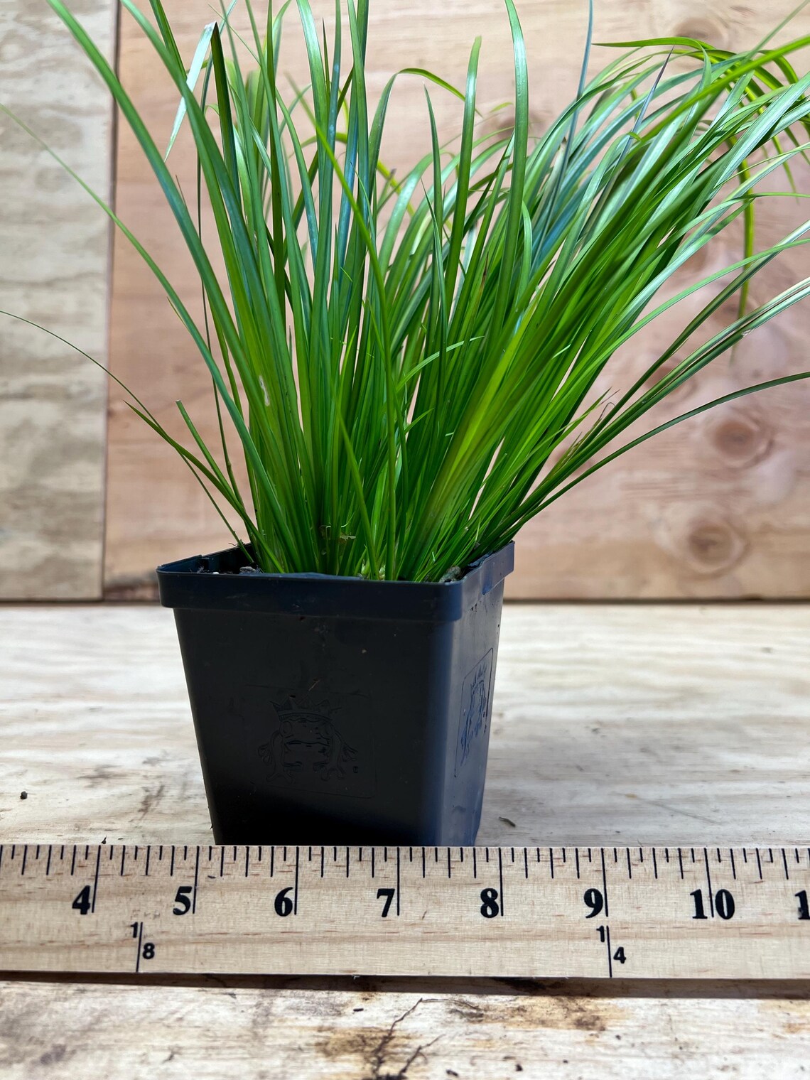 Acorus Gramineus 'ogon' | Golden Sweet Flag, Evergreen Ornamental Grass ...