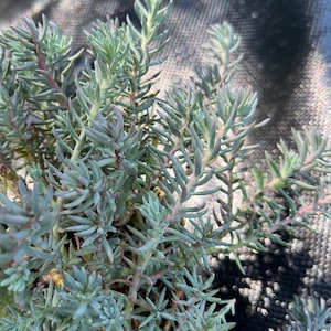 Sedum Purple Frost, Purple Stonecrop Succulent, Cold Hardy Evergreen ...