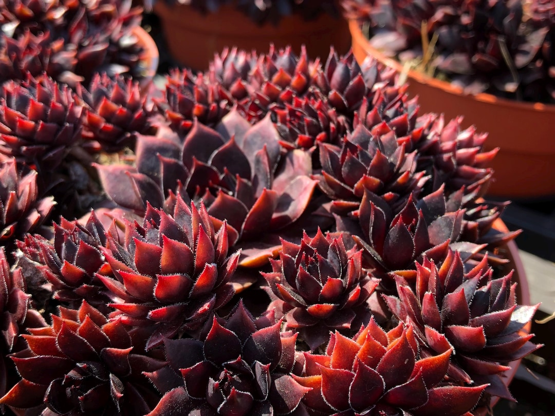 Sempervivum 'colorockz Blushing Garnet' | Color Changing Hens and ...
