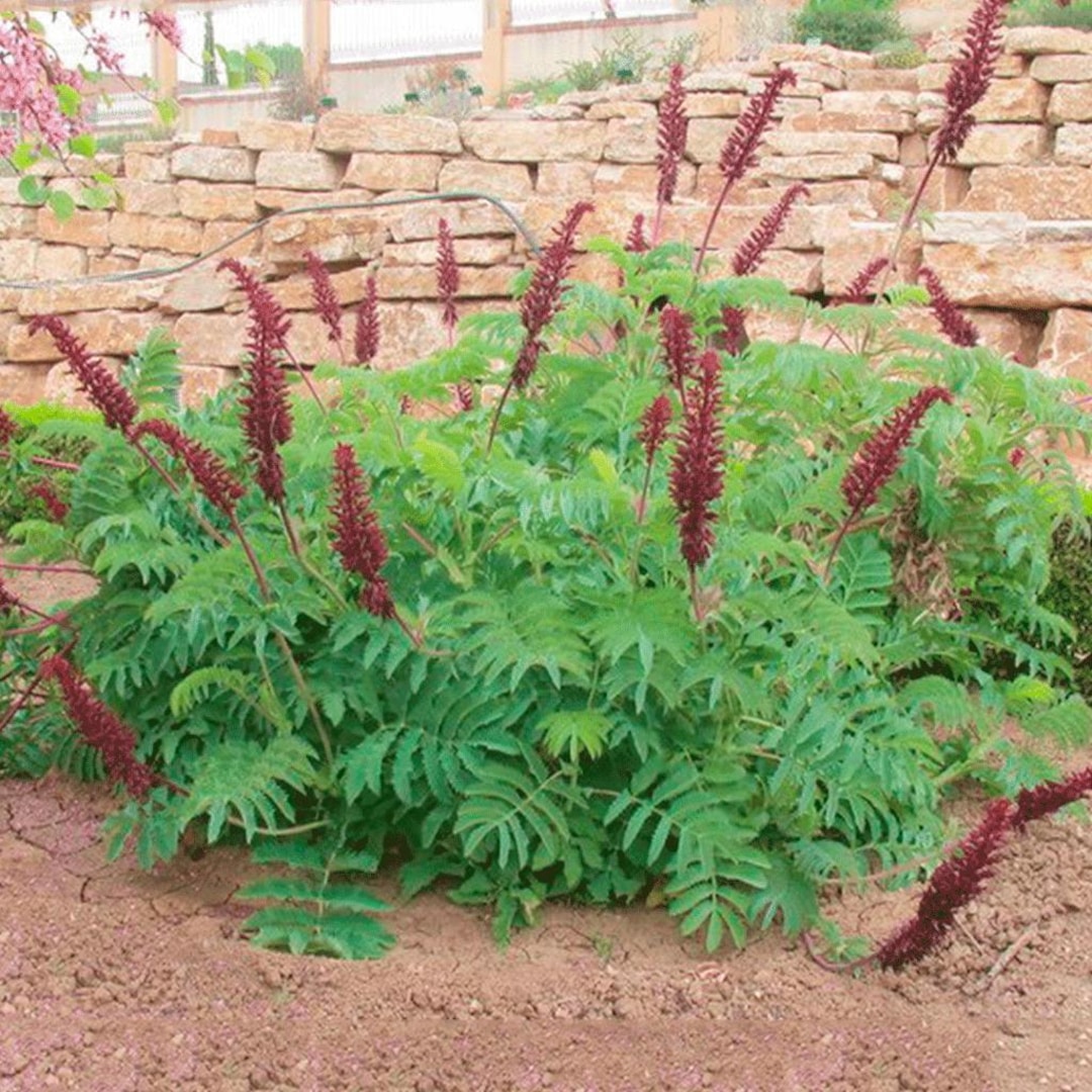 Melianthus Major | African Honey Bush Evergreen Shrub - Etsy
