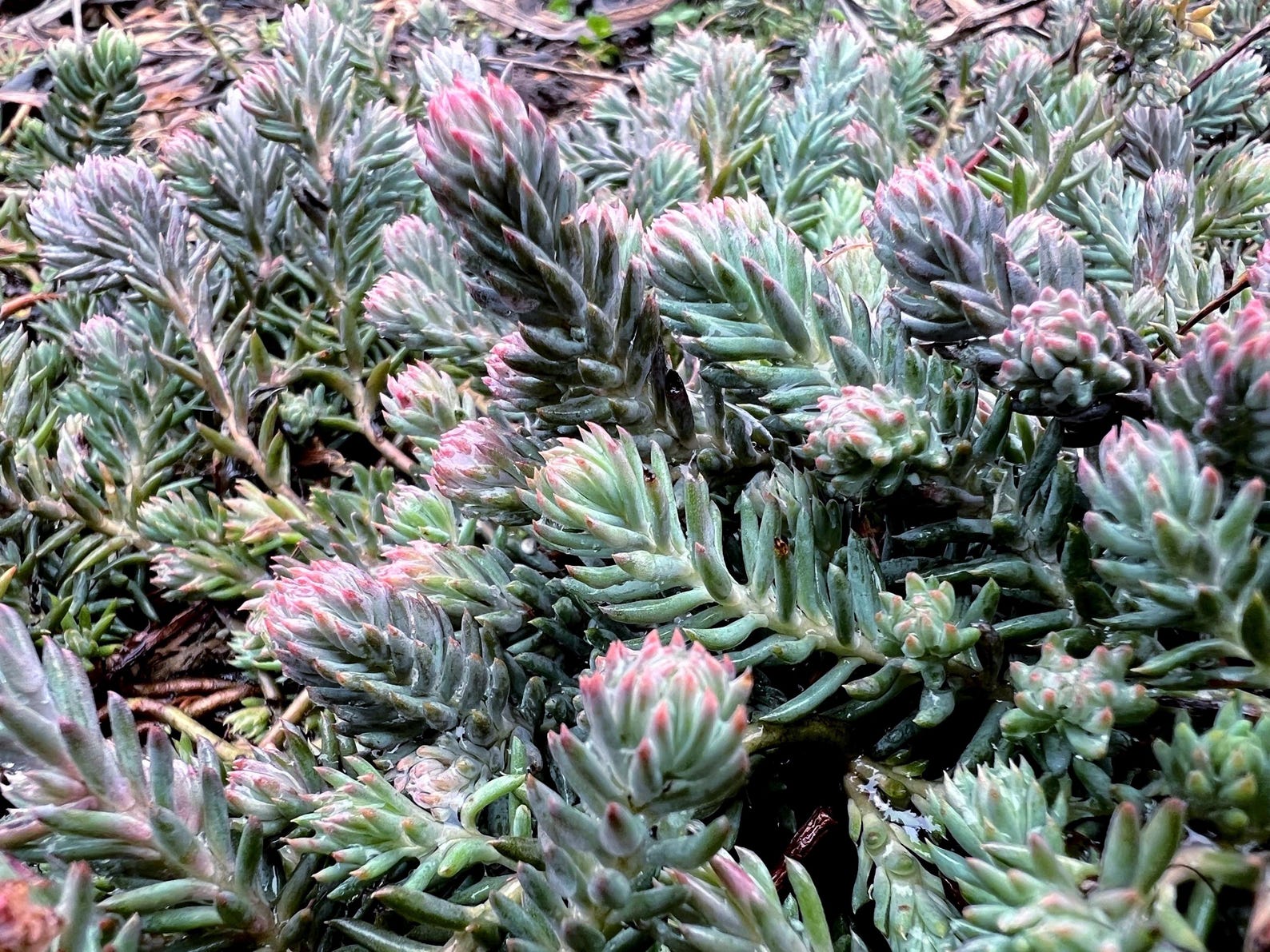 Sedum Reflexum 'blue Spruce' | Blue Stonecrop Succulent, Evergreen - Etsy