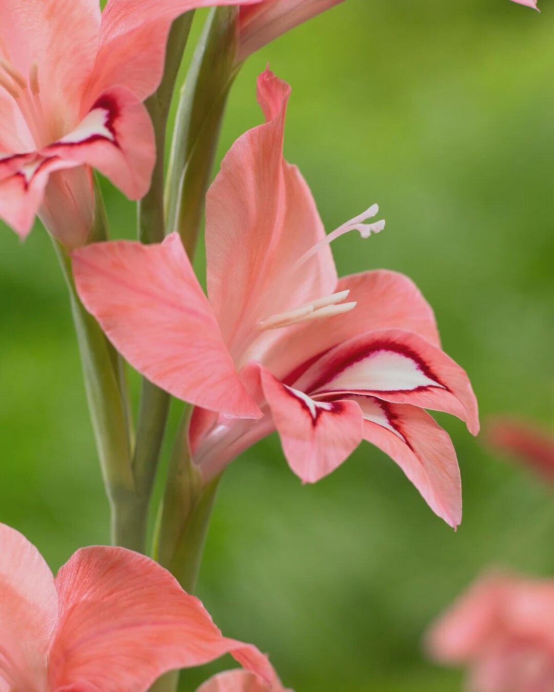 Gladiolus Hardy 'white Eyed Miss' | Hardy Sword Lily - Spring Bulbs - Etsy