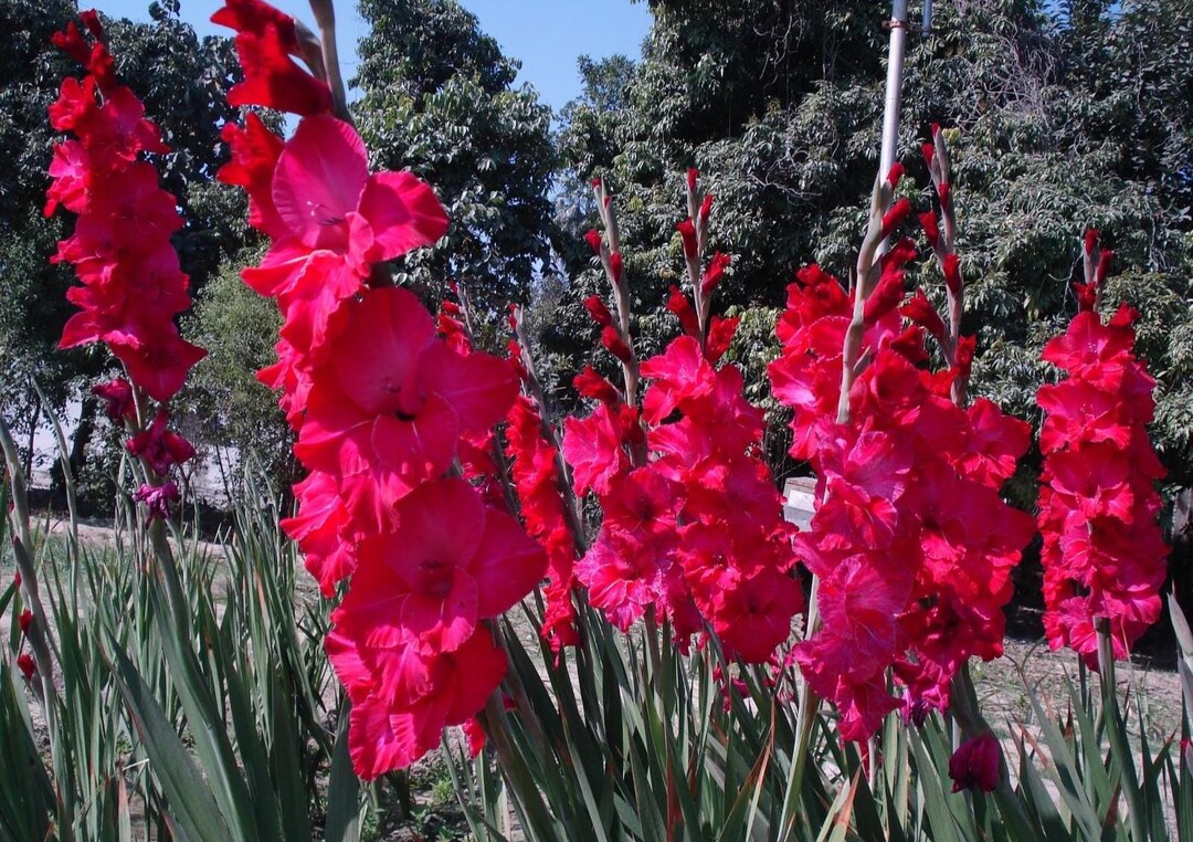 Gladiolus First Blood, Red Gladiolus, Flowering - 1 Bareroot Bulb - Etsy