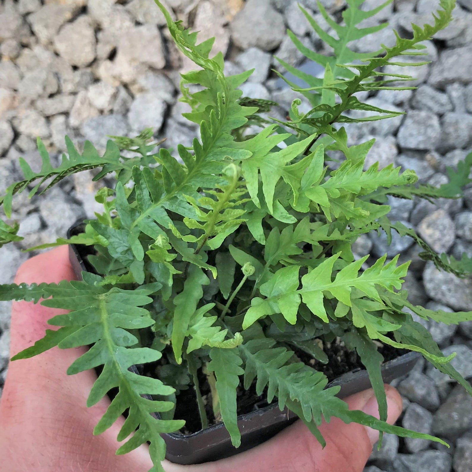 Asplenium Ebenoides | Dragon’s Tail Fern, Unique Hardy Evergreen Fern ...