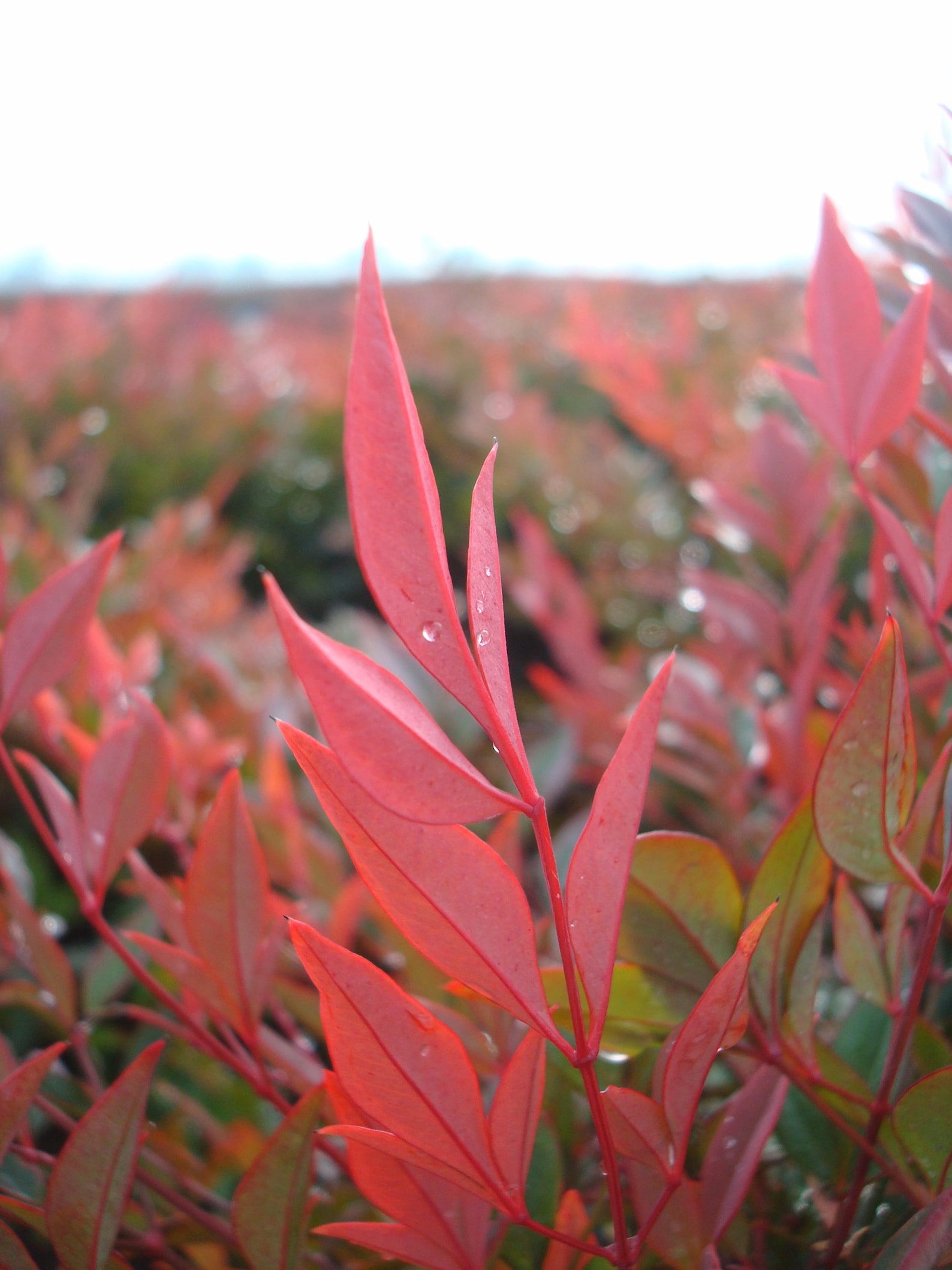 Nandina Domestica 'gulf Stream' | Heavenly Bamboo, Evergreen - 1 Gallon ...