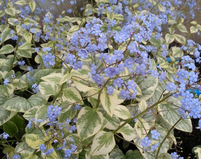 Brunnera Macrophylla 'variegata' | Variegated Siberian Bugloss | Shade ...