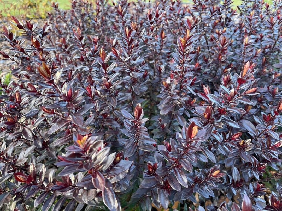 Hebe 'turkish Delight' | Compact Flowering Evergreen Shrub - Multiple ...