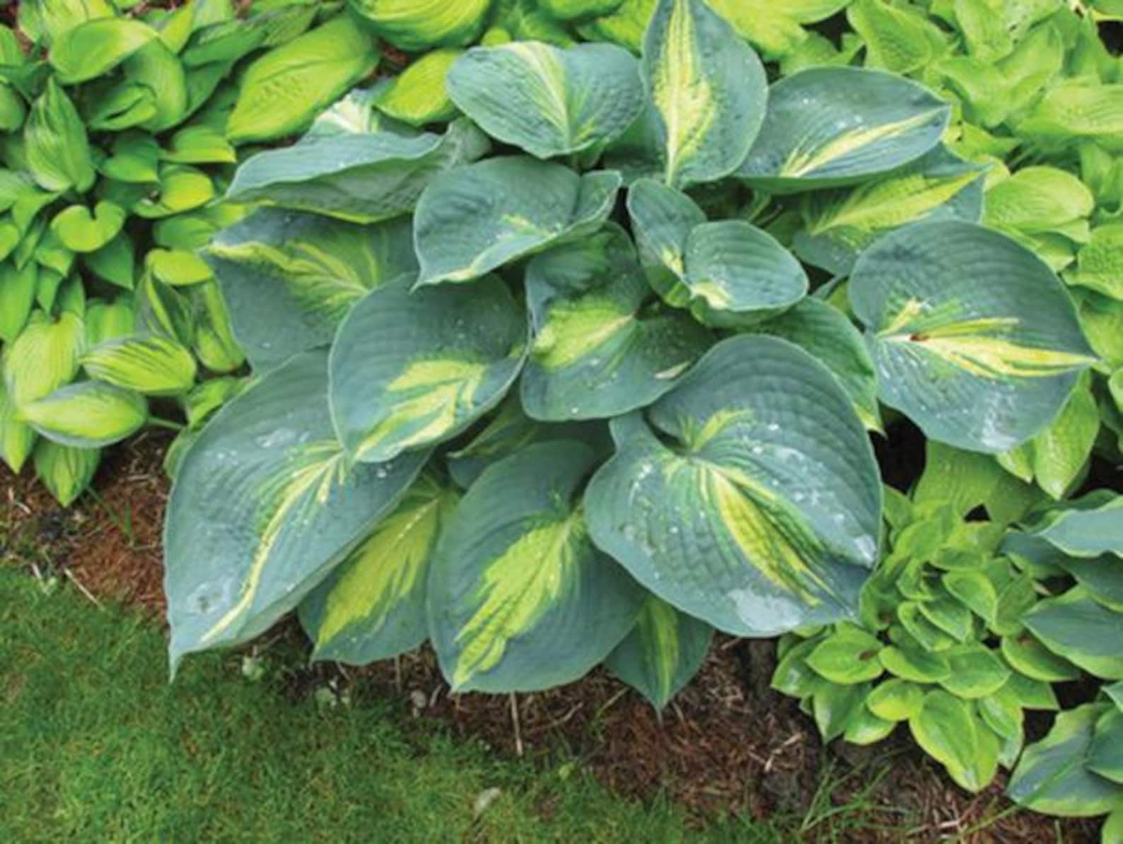 Hosta 'dream Queen' | Medium Variegated Plantain Lily - Etsy