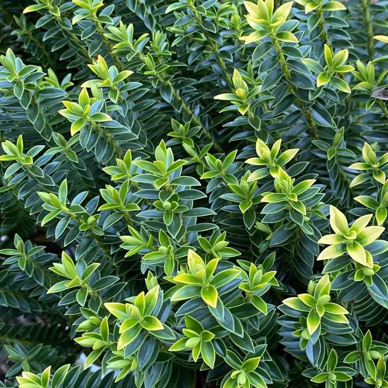 Hebe Buxifolia | Boxleaf Hebe, Compact Flowering Evergreen Shrub ...
