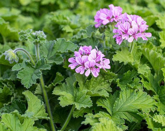 NEW Geranium 'cinnamon Rose Scented' - 4.5" Pot - Etsy
